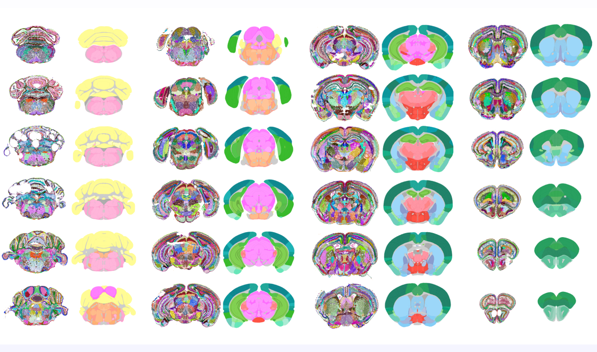 AI Model Built on Transformer Architecture Maps 1,300 Mouse Brain ...