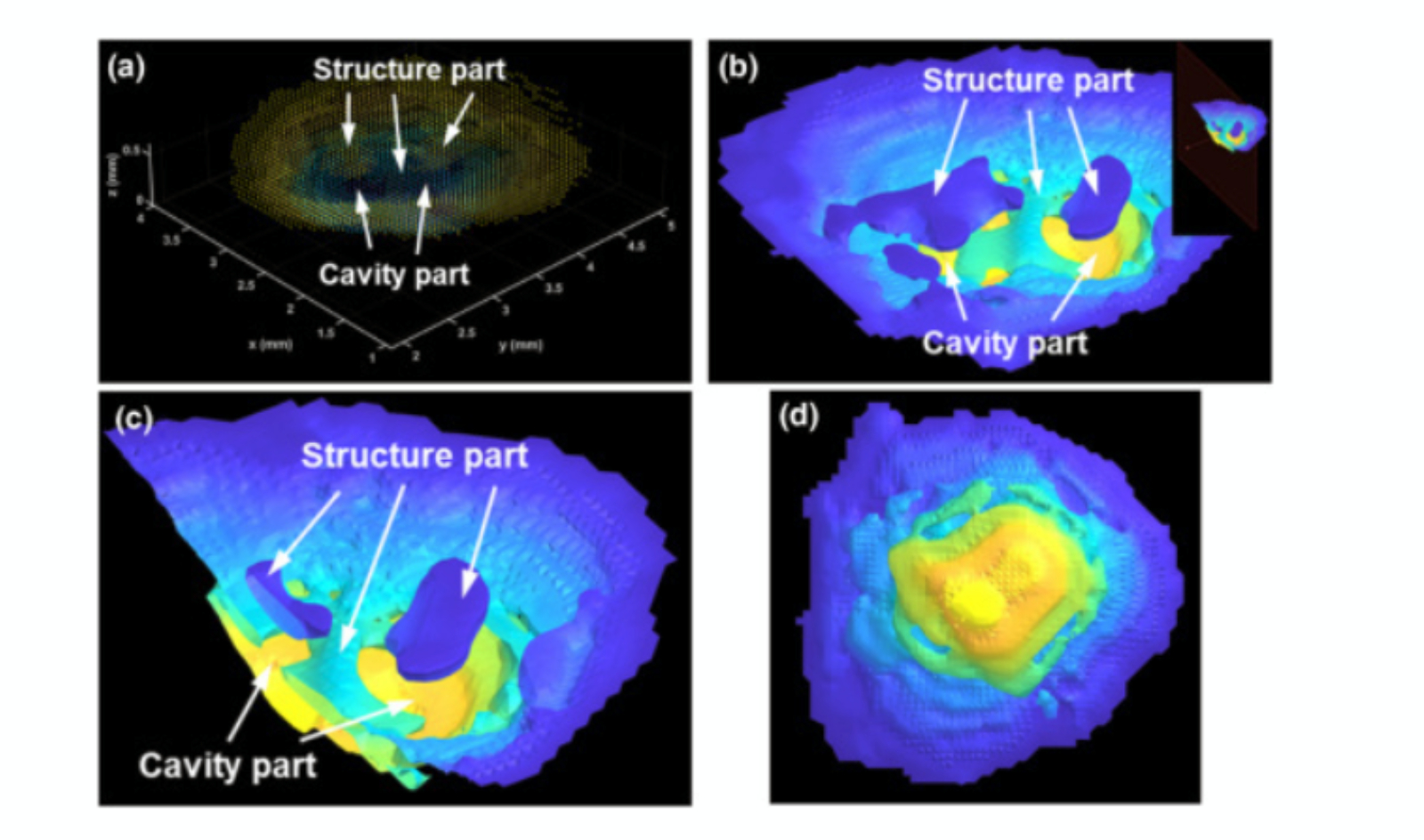 Researchers Use Terahertz Imaging for First-Ever 3D View of Cochlea ...