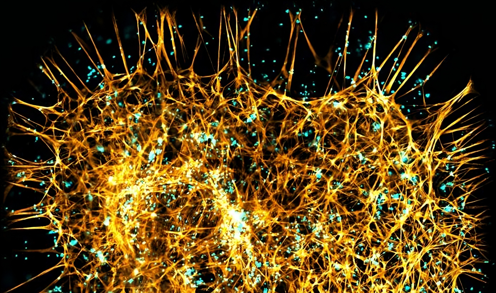 Crown Bioscience Shows 3D Bone Marrow Model to Improve Blood Cancer ...