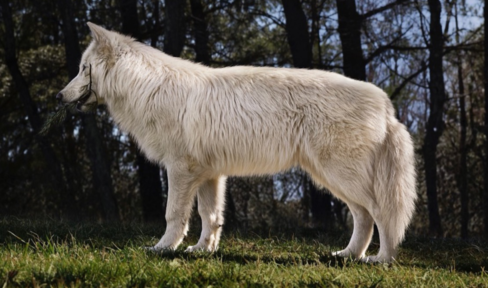 Wolf Animals Source Learn About Wolves At Wickiup Hill Learning Center