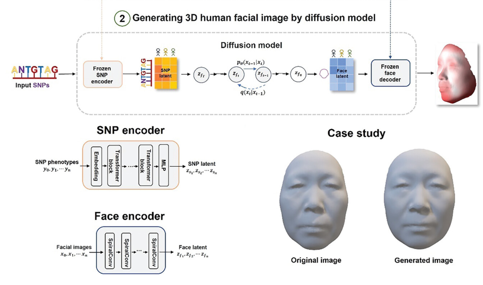 AI Model Reconstructs 3D Human Faces from DNA with High Accuracy