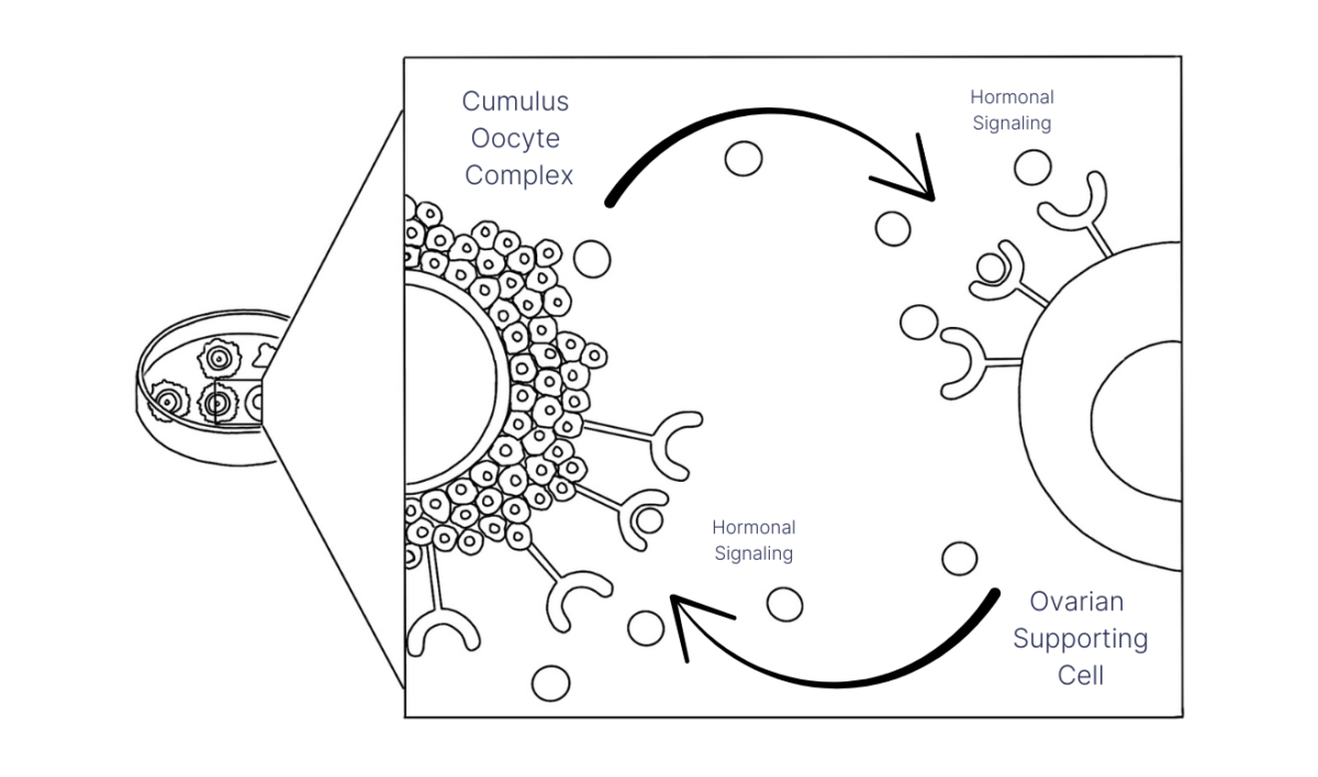 Gameto Gets $44M to Complete U.S. Phase 3 Trial of Stem Cell-Derived Ex Vivo Egg Maturation Therapy