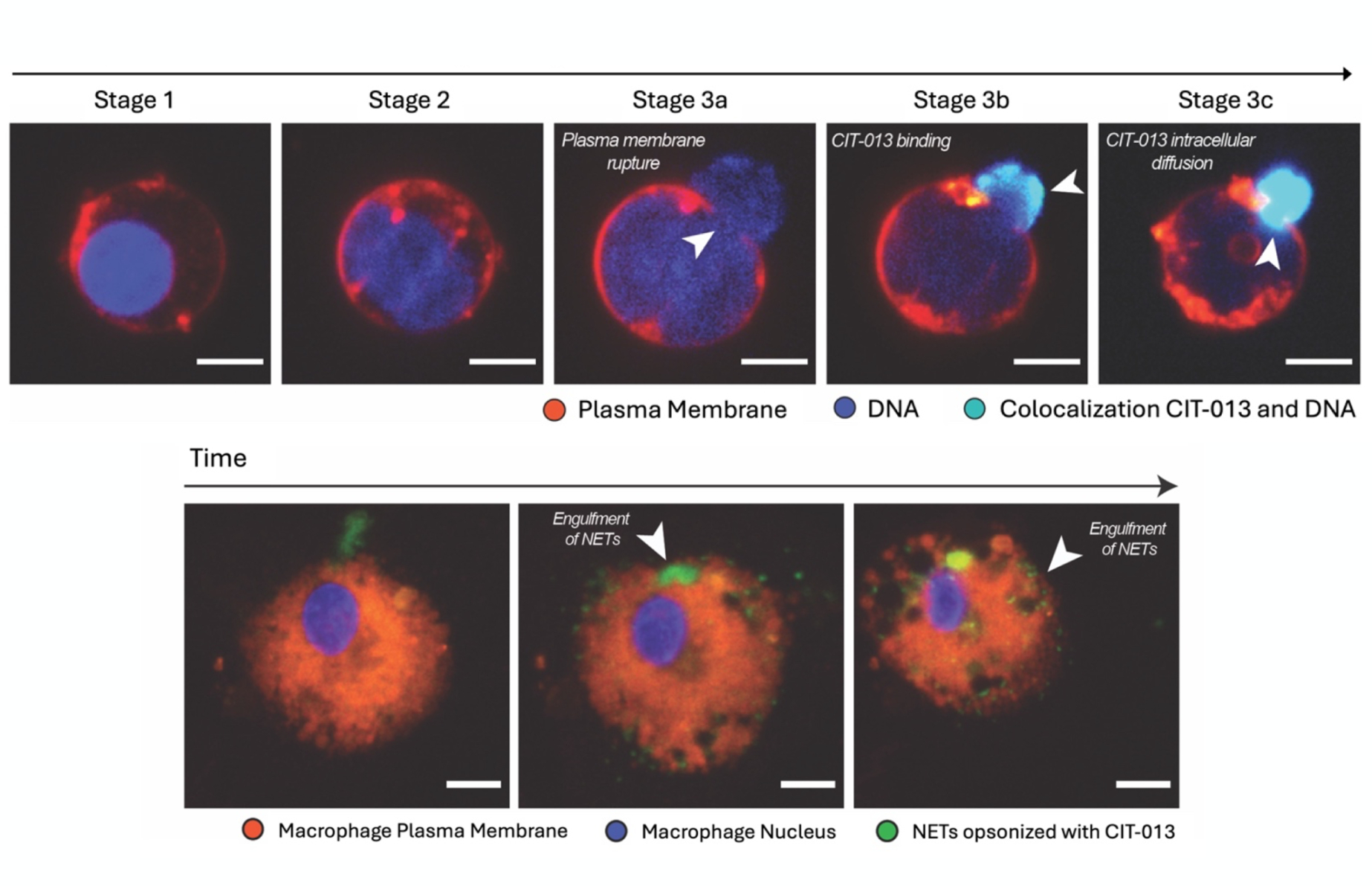 Citryll Secures €85M to Advance Monoclonal Antibody Targeting NETs in ...