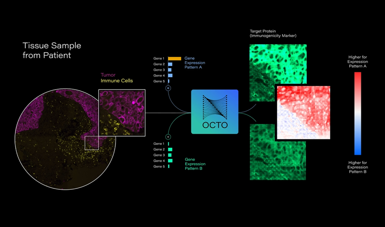 Agenus and Noetik Partner to Develop AI-Based Biomarkers Using Virtual ...