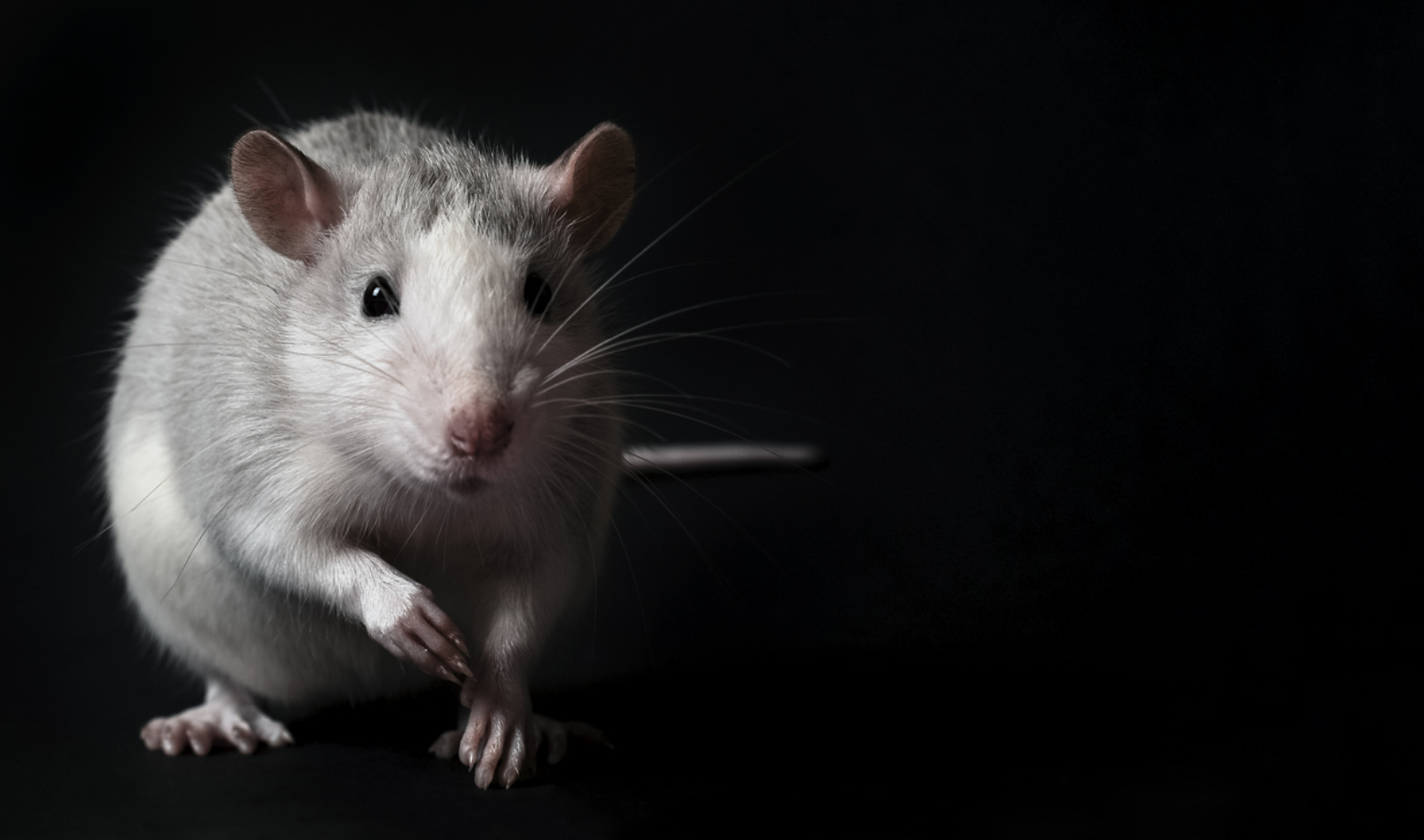 FDA Plan to Replace Animal Testing with AI Models and Human-Based ...