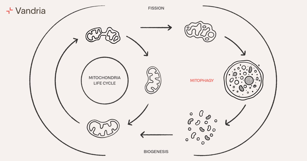 Vandria Gains Momentum with $20.6M Funding to Propel Novel CNS and ...